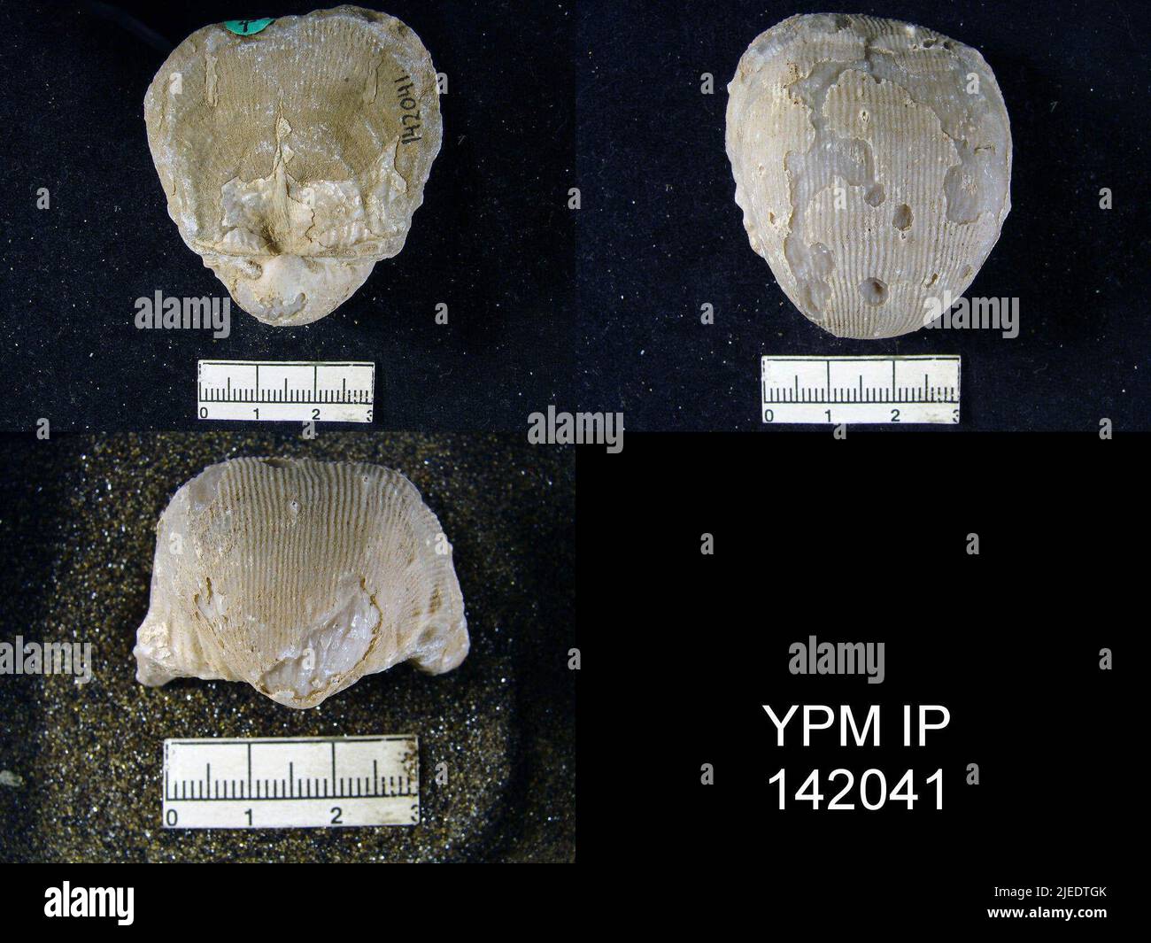 Productus (Linoproductus) lineatus Stock Photo - Alamy