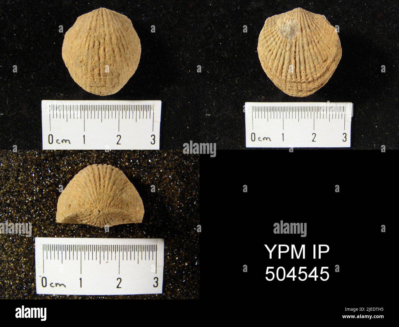 Atrypa reticularis Linnaeus, 1767 Stock Photo - Alamy