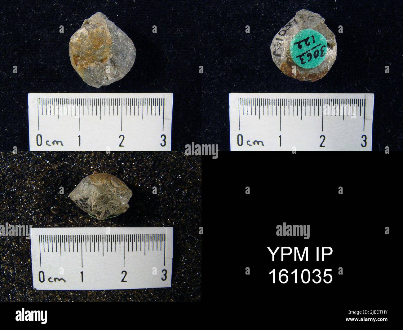 Atrypa reticularis linnaeus hi-res stock photography and images - Alamy