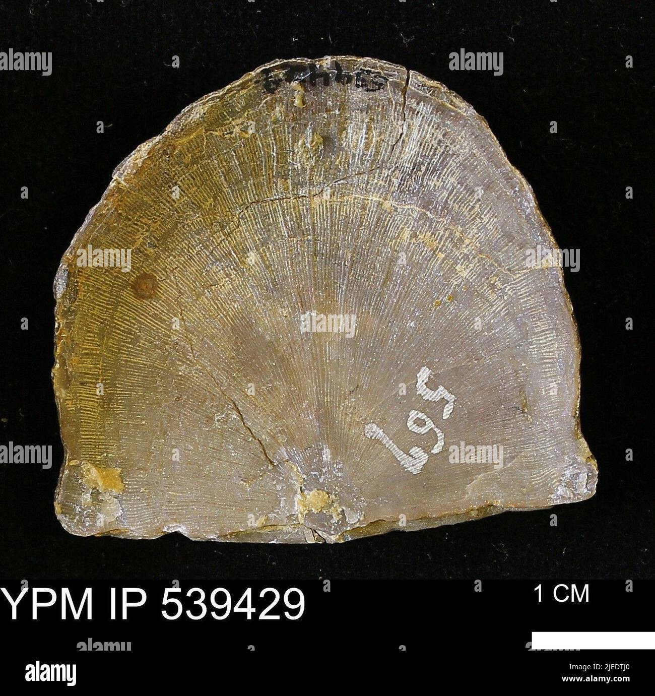 Rafinesquina alternata conrad hi-res stock photography and images - Alamy