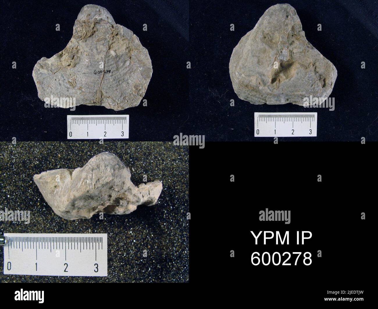 Semipunctata hi-res stock photography and images - Alamy