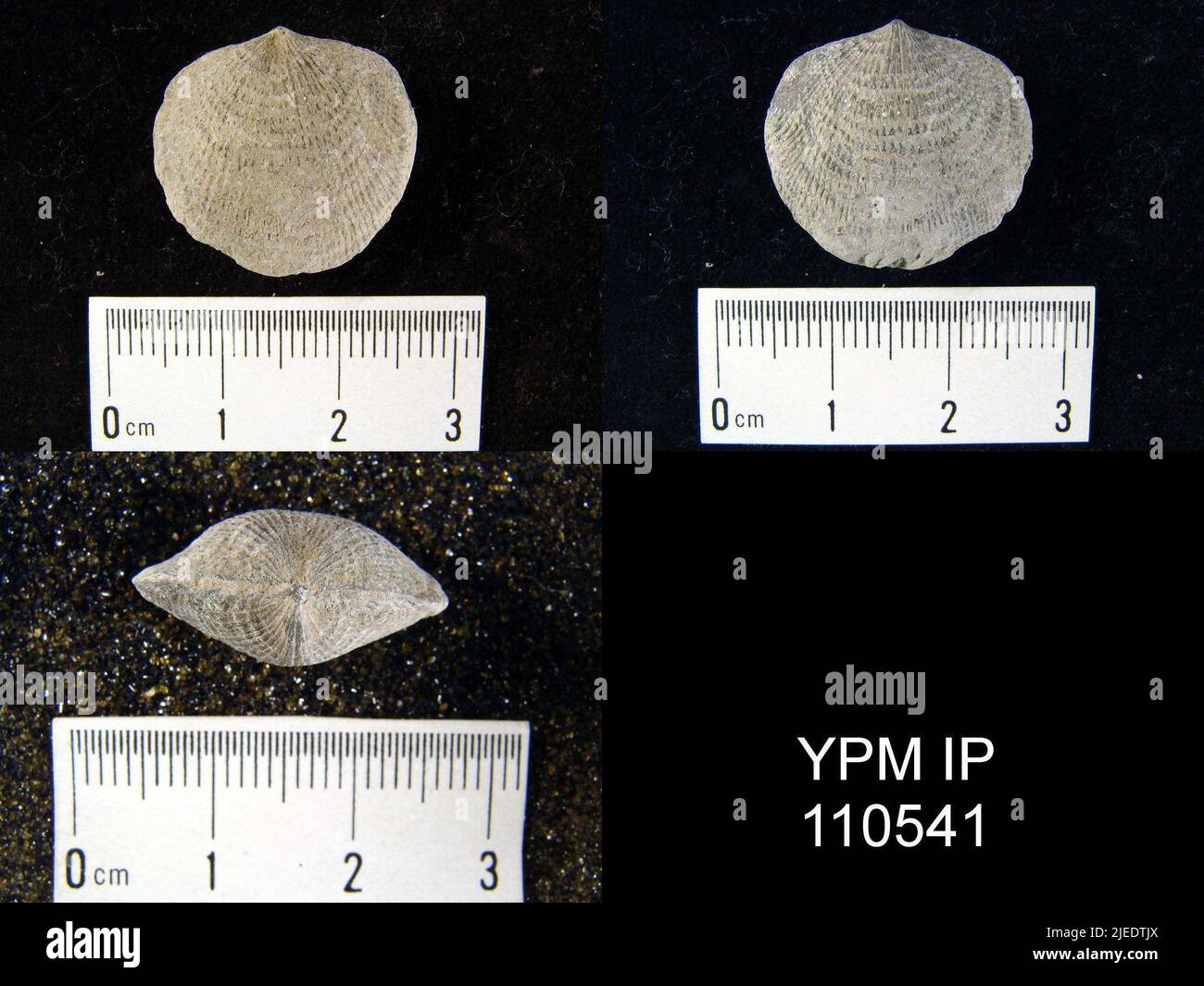 Atrypa reticularis Linnaeus, 1767 Stock Photo - Alamy