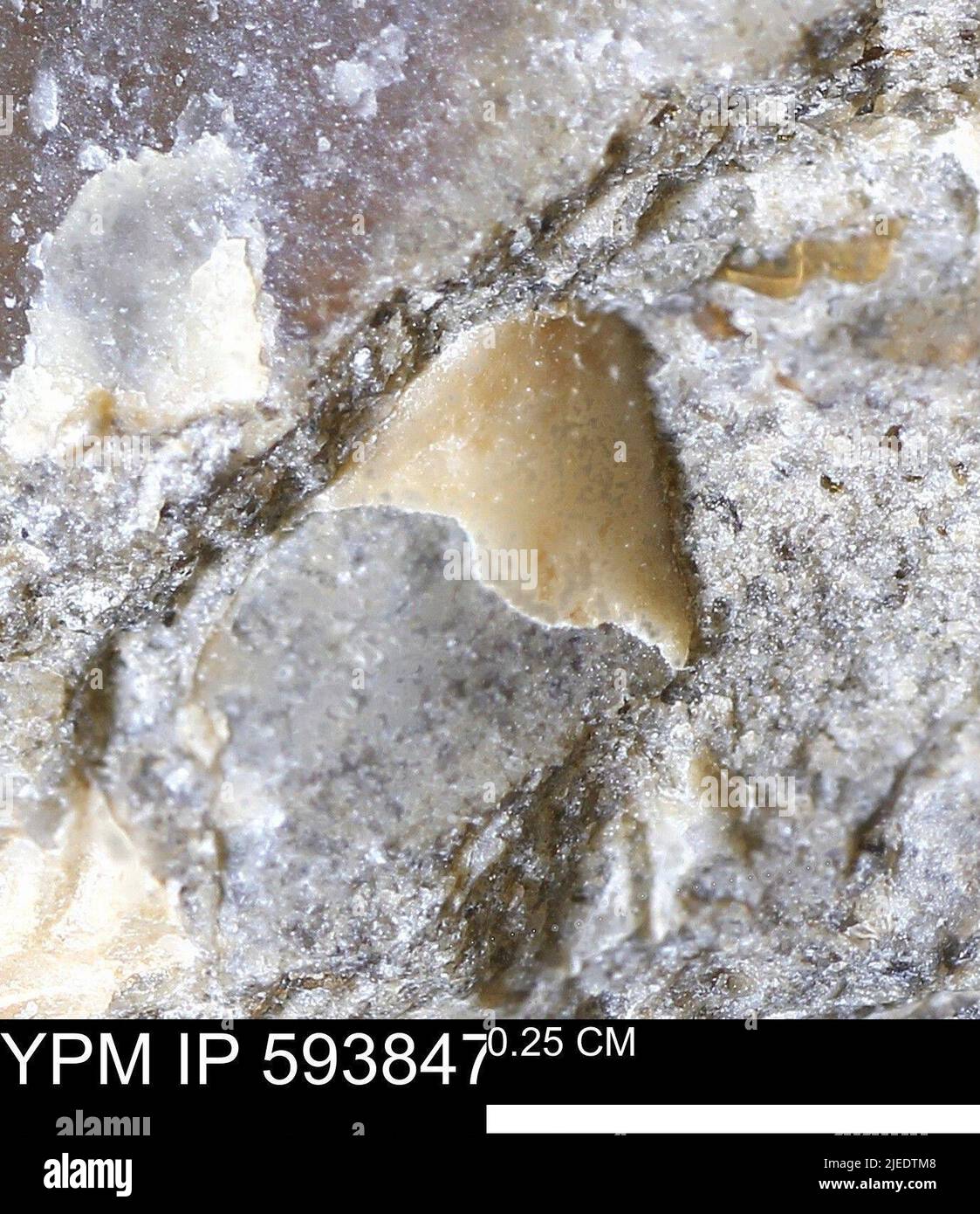 Phylum mollusca classification hi-res stock photography and images - Alamy