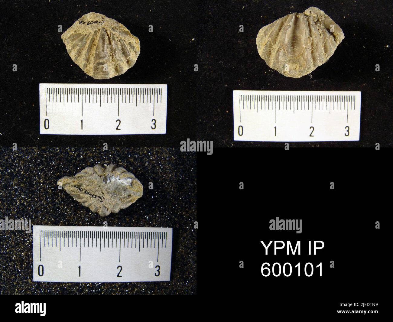 1826 animalia hi-res stock photography and images - Alamy