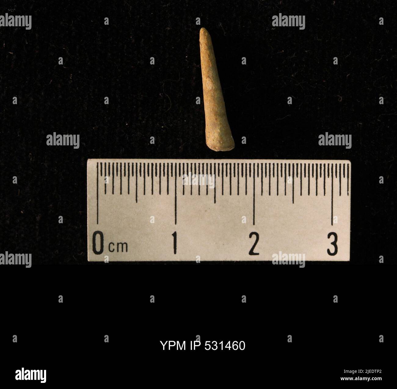 Goldfuss hi-res stock photography and images - Alamy