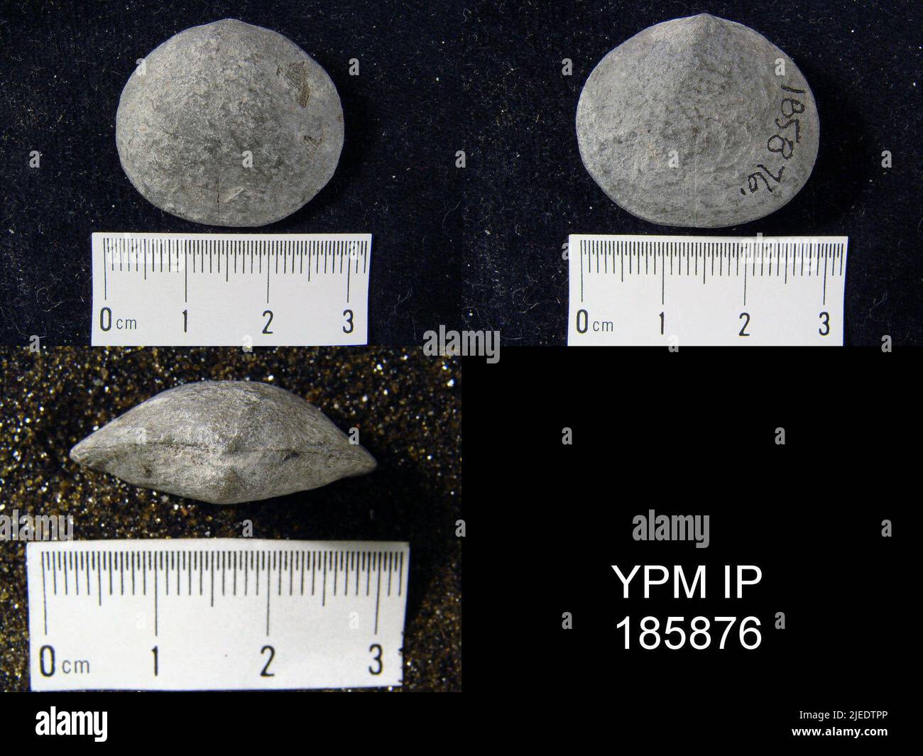 Orthis hi-res stock photography and images - Alamy