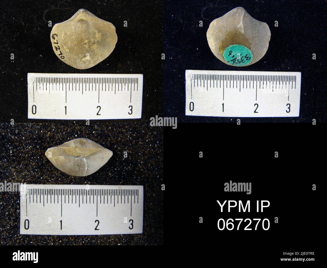 Spirifer hi-res stock photography and images - Alamy