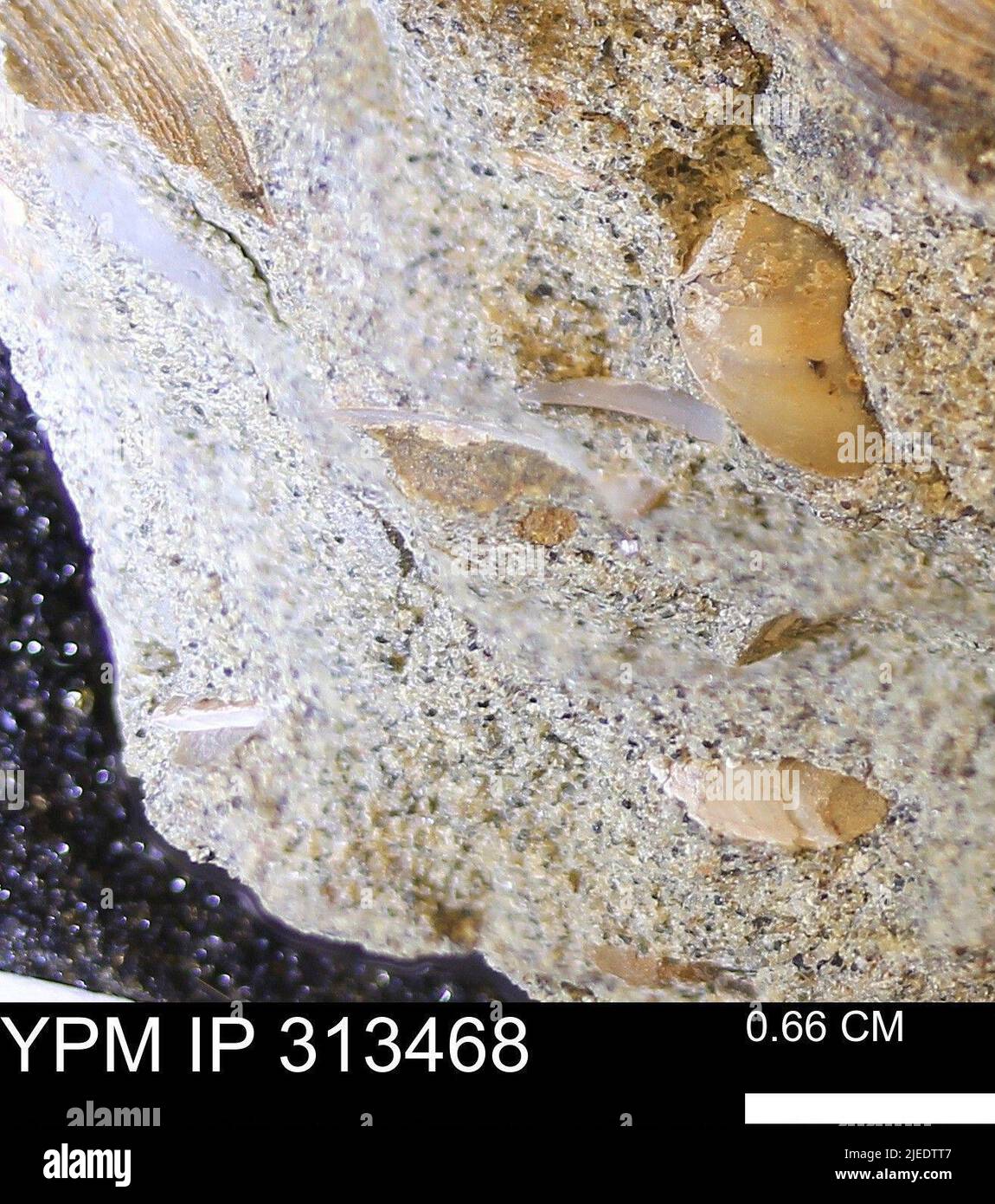 Undet animalia animalia animals hi-res stock photography and images - Alamy