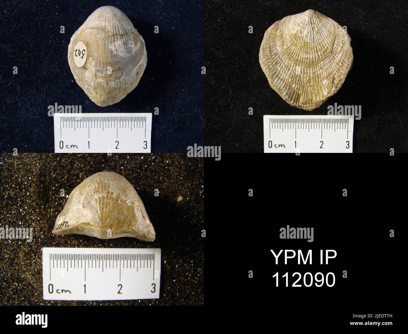 Atrypa reticularis Linnaeus, 1767 Stock Photo - Alamy