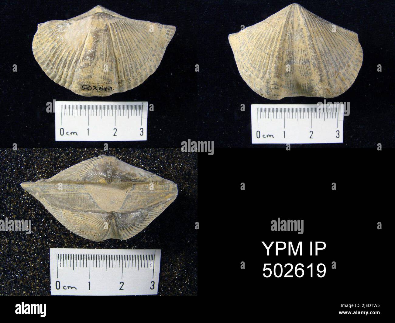 Orthospirifer missouriensis Pitrat, 1975 Stock Photo - Alamy