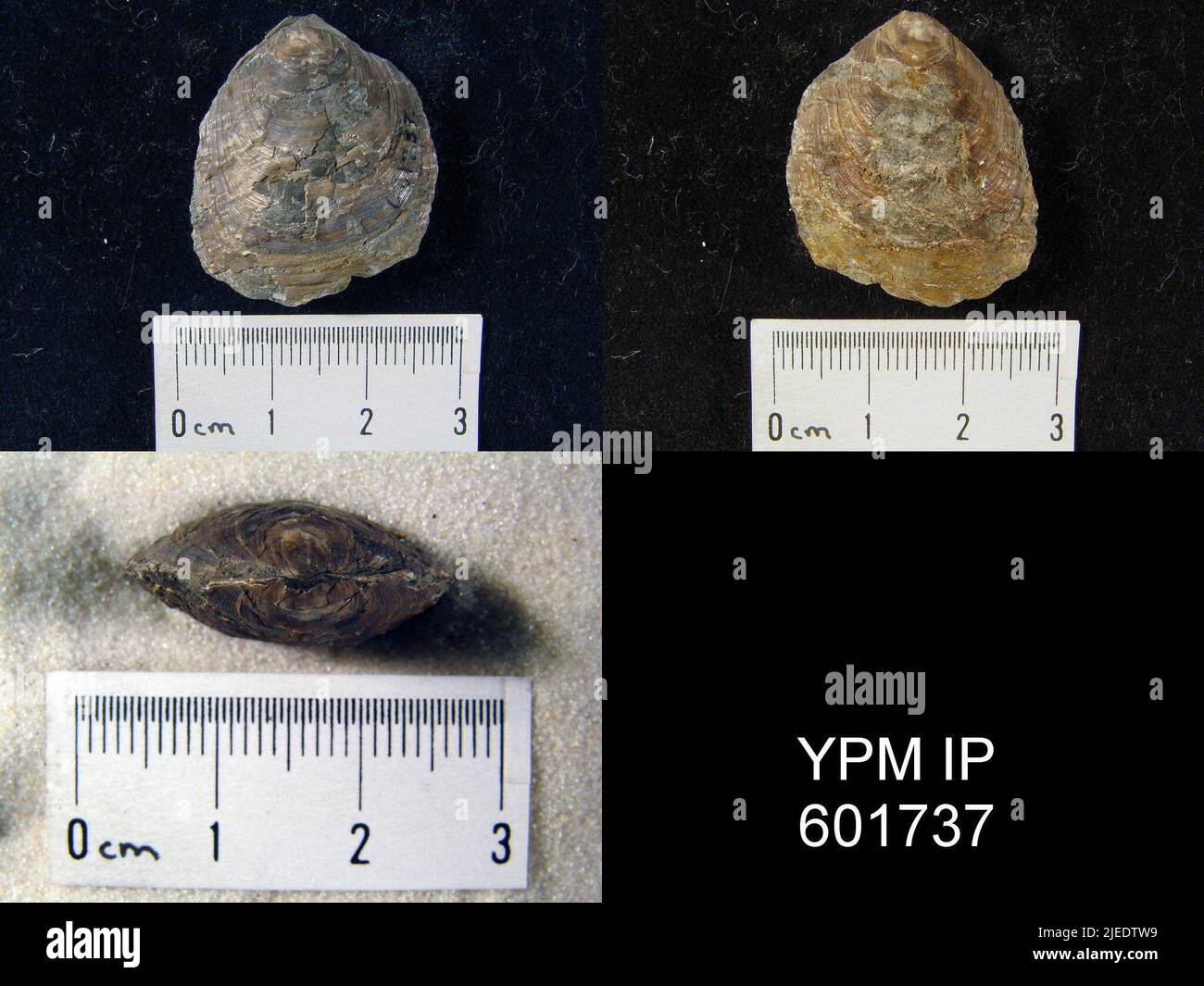 Lingula cincinnatiensis Hall & Whitfield, 1875 Stock Photo - Alamy