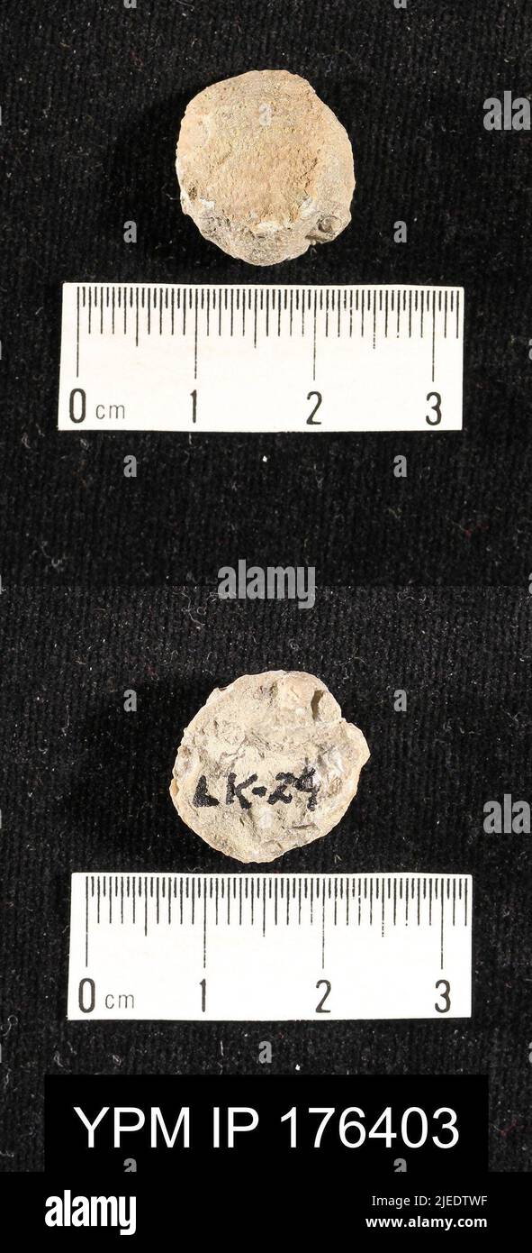 Streptorhynchus kempei Andersson, 1914 Stock Photo - Alamy