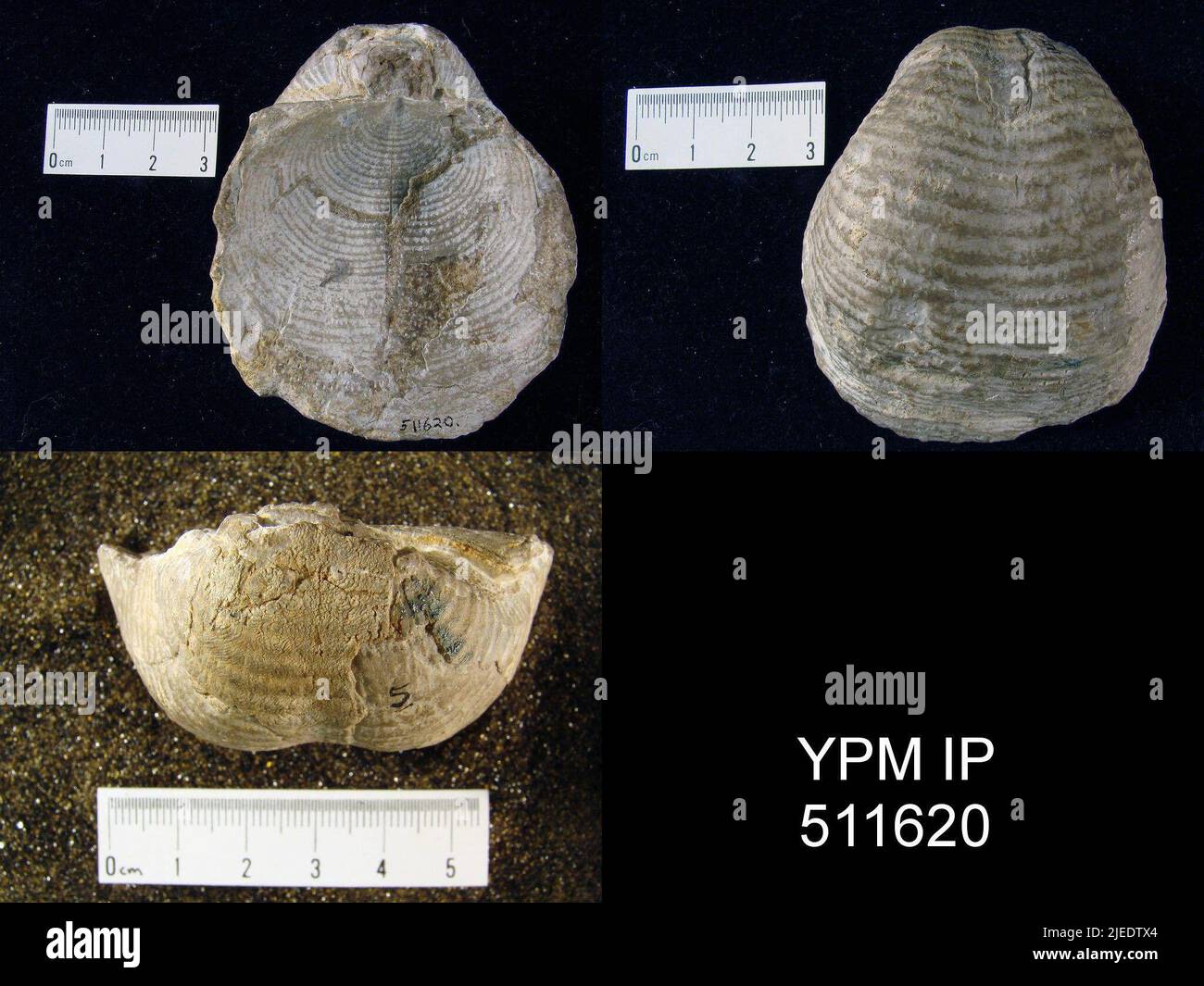 Echinoconchus punctatus (Martin, 1809 Stock Photo - Alamy