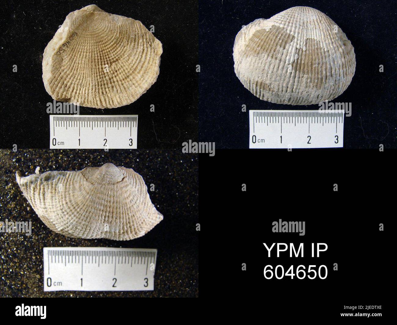 Dictyoclostus sp animalia hi-res stock photography and images - Alamy