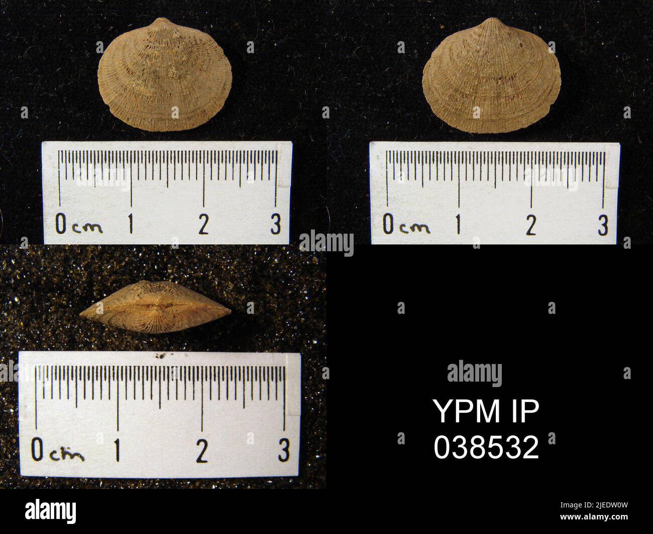 Orthis hi-res stock photography and images - Alamy