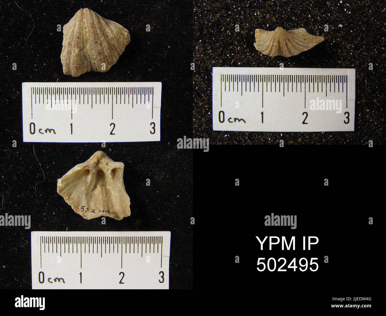 Neospirifer dunbari animalia hi-res stock photography and images - Alamy