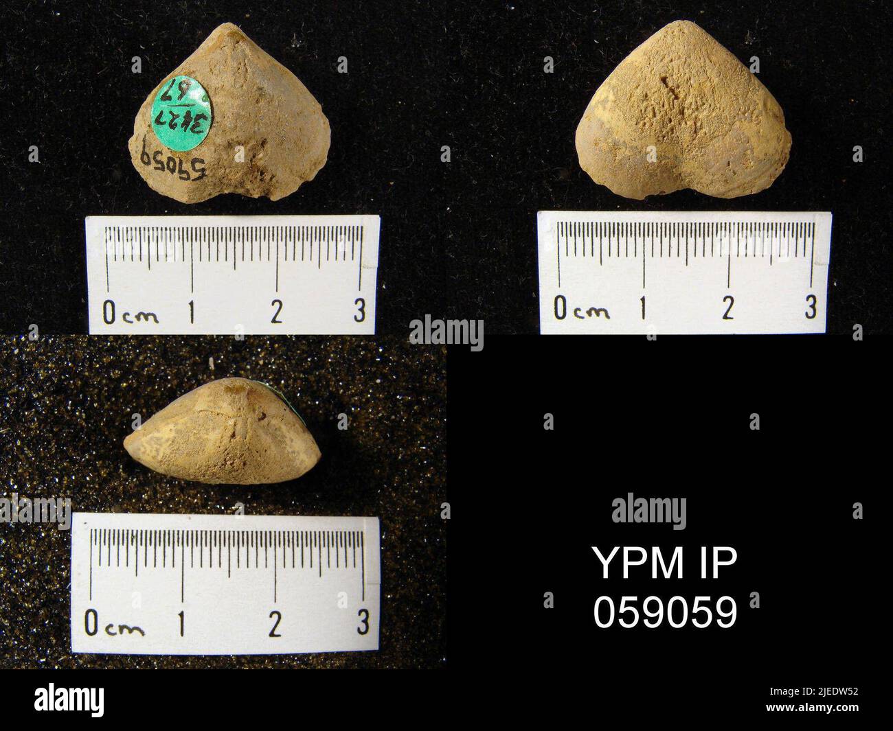 Historical cataloging of marine life hi-res stock photography and ...