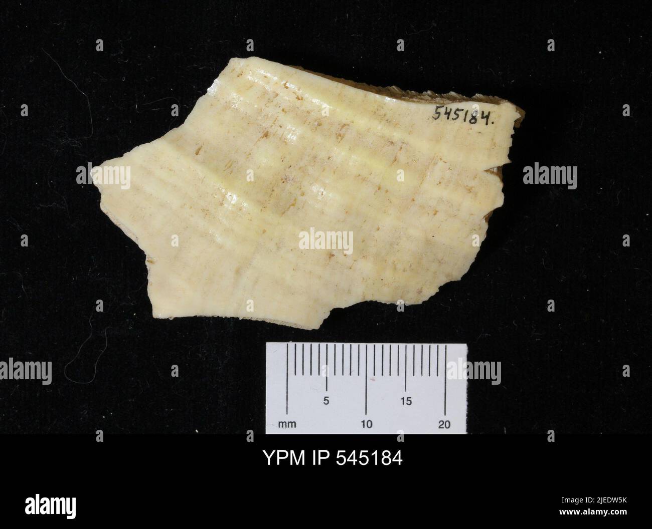 Strombus shells hi-res stock photography and images - Alamy