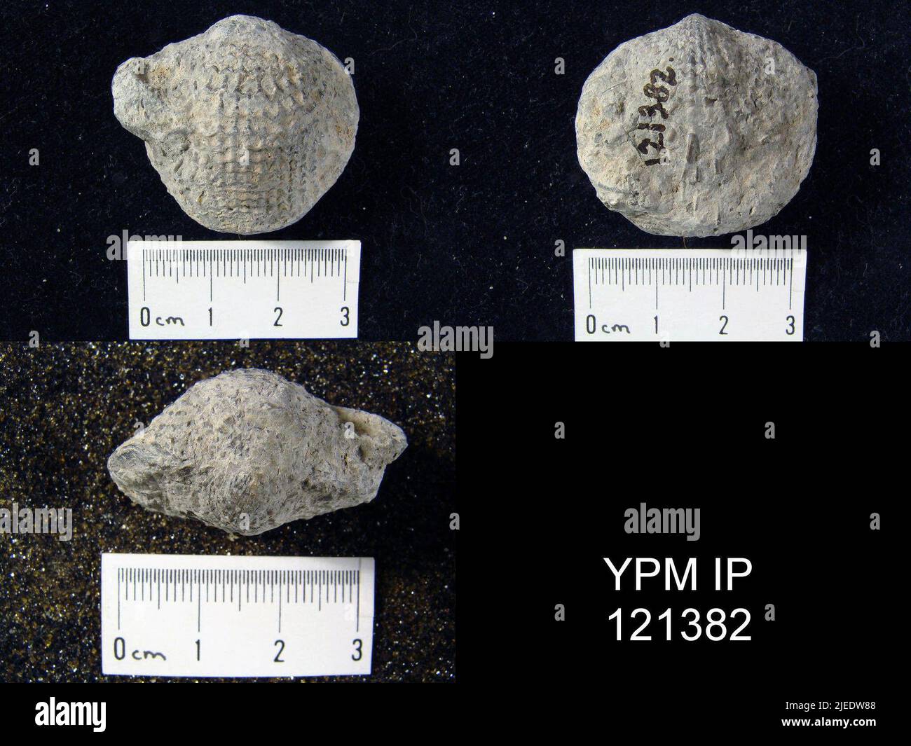 Atrypa hi-res stock photography and images - Alamy