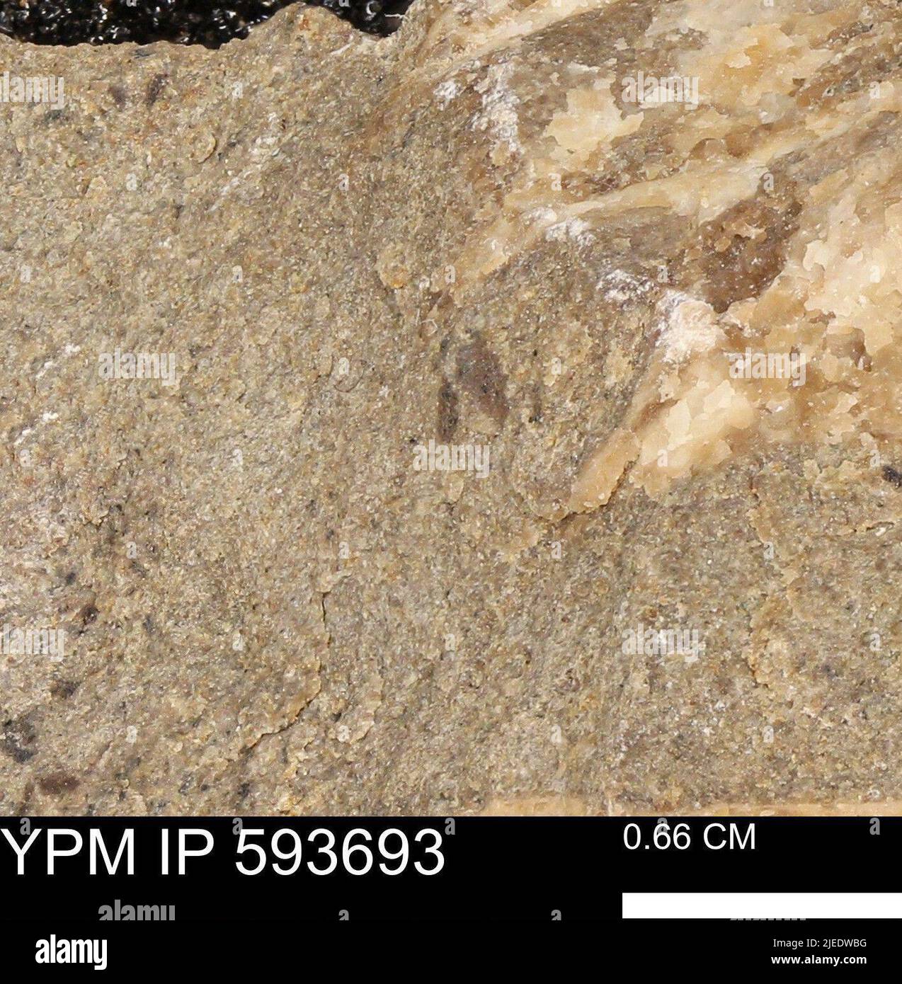 Baculites sp animalia hi-res stock photography and images - Alamy