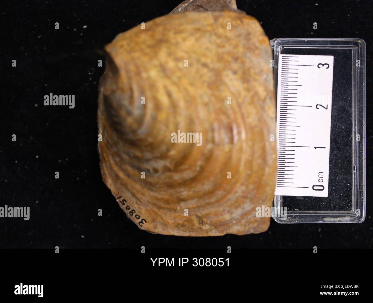 Inoceramus sp animalia hi-res stock photography and images - Alamy