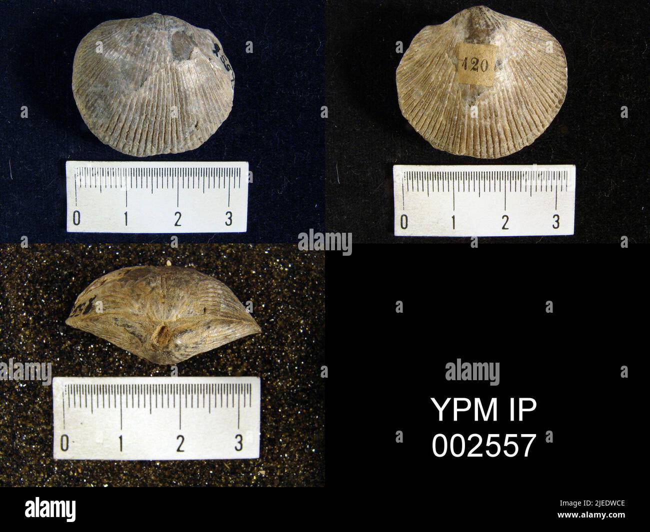 Atrypa zonata schnur hi-res stock photography and images - Alamy