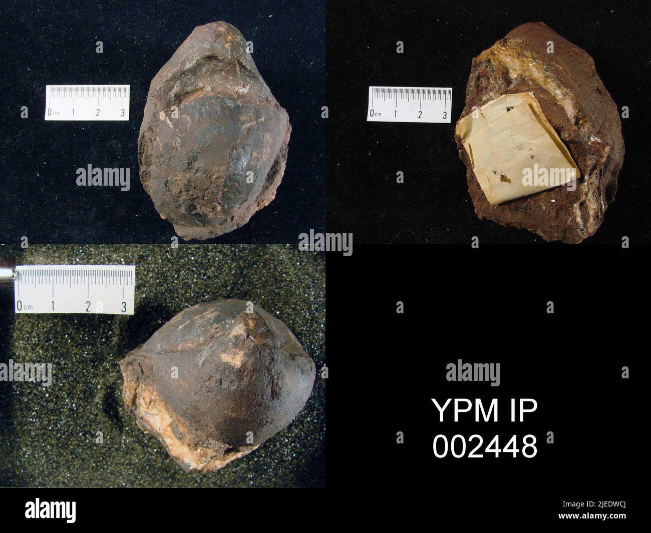 Stringocephalus burtini defrance hi-res stock photography and images ...