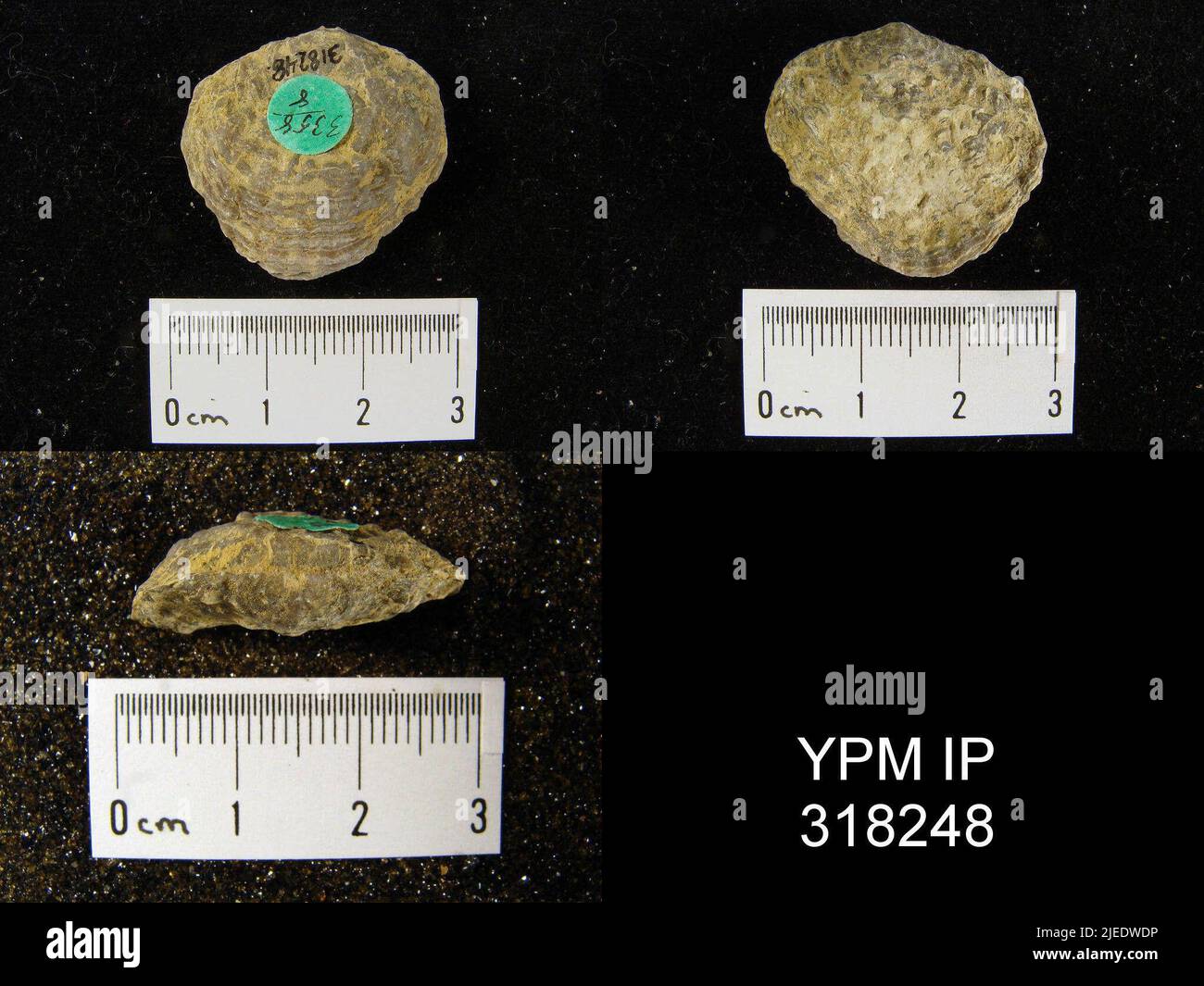 Atrypa hystrix occidentalis hall hi-res stock photography and images ...