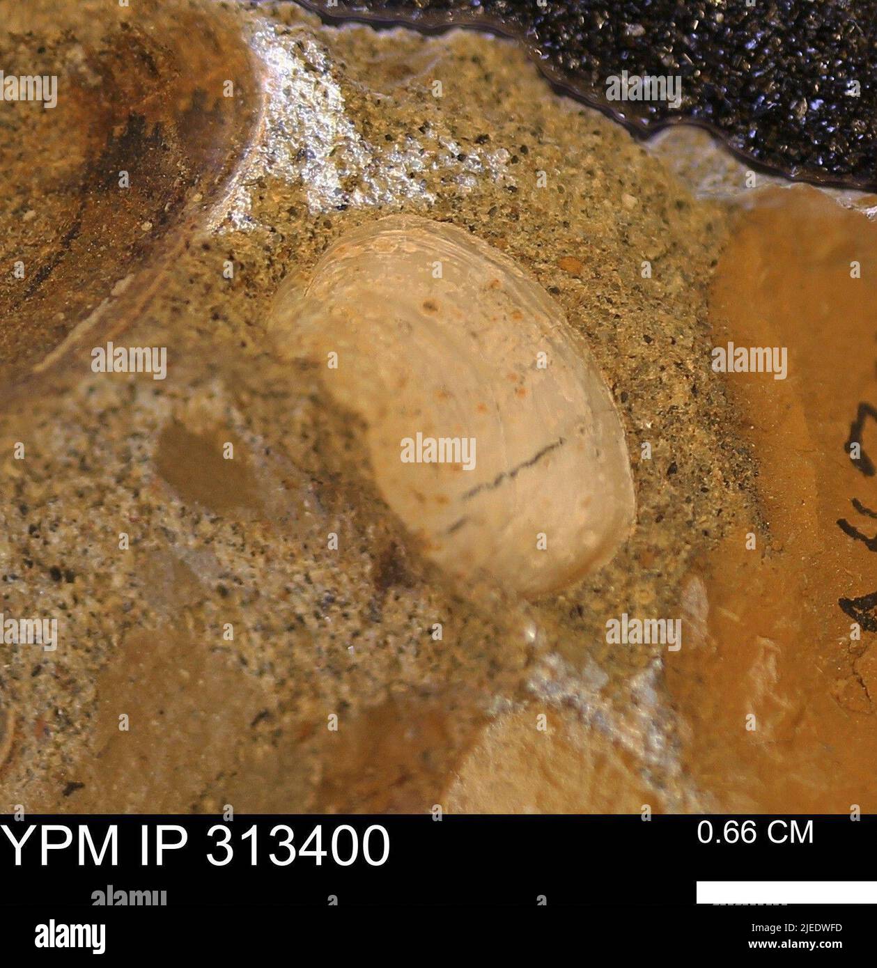 Corbicula sp hi-res stock photography and images - Alamy