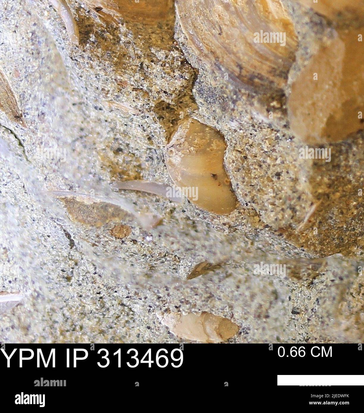 Corbicula sp animalia hi-res stock photography and images - Alamy