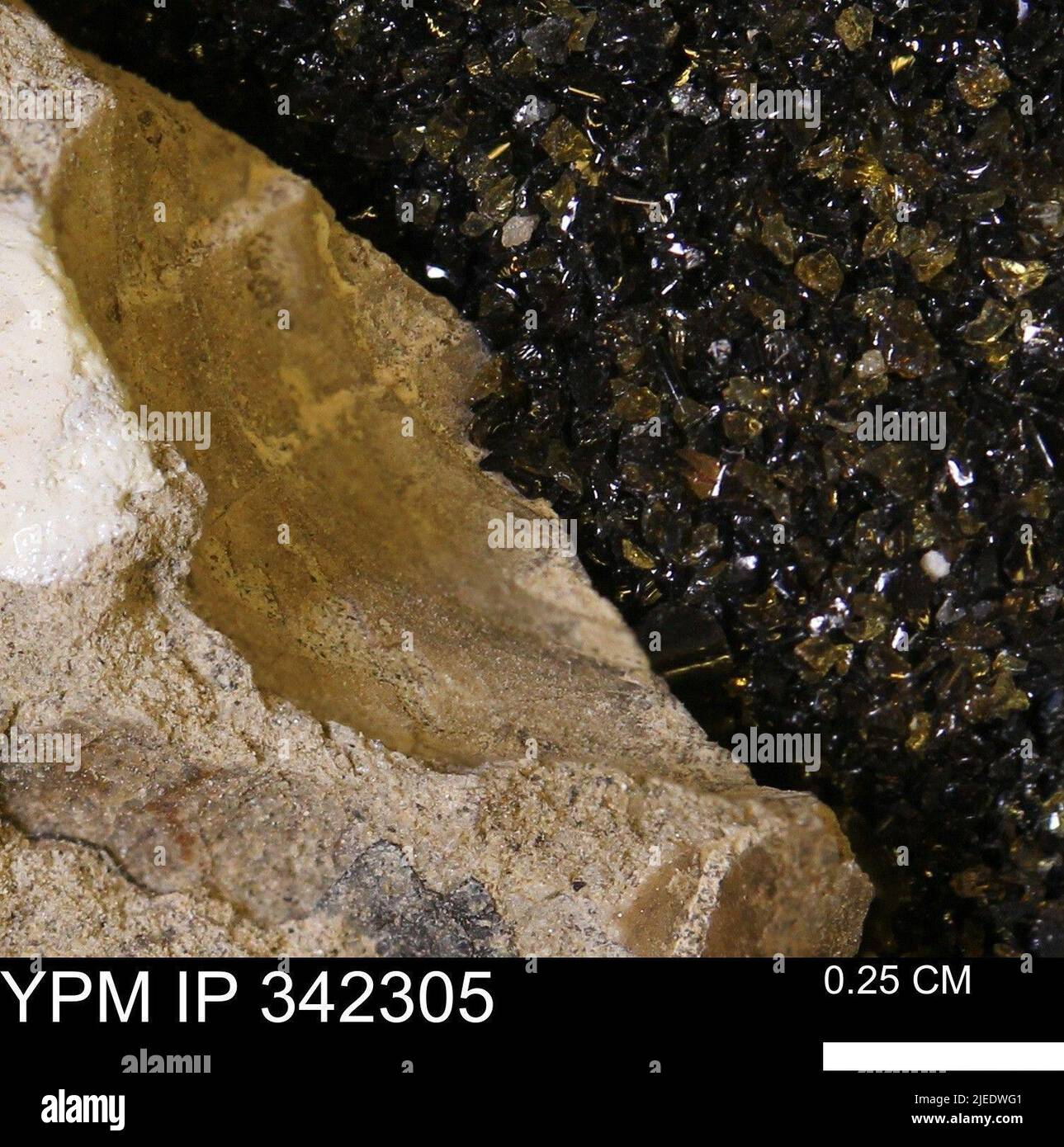 Phylum mollusca classification hi-res stock photography and images - Alamy