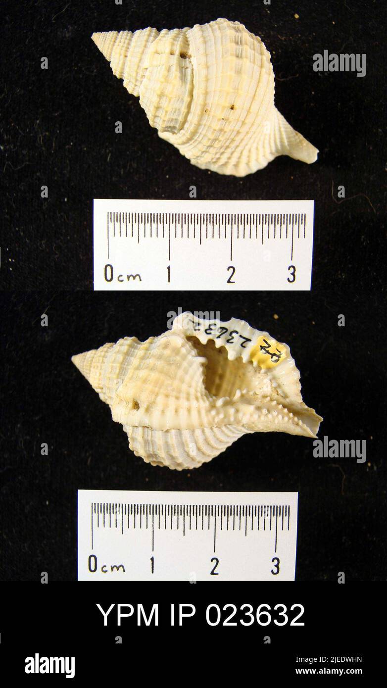 Distorsio hi-res stock photography and images - Alamy