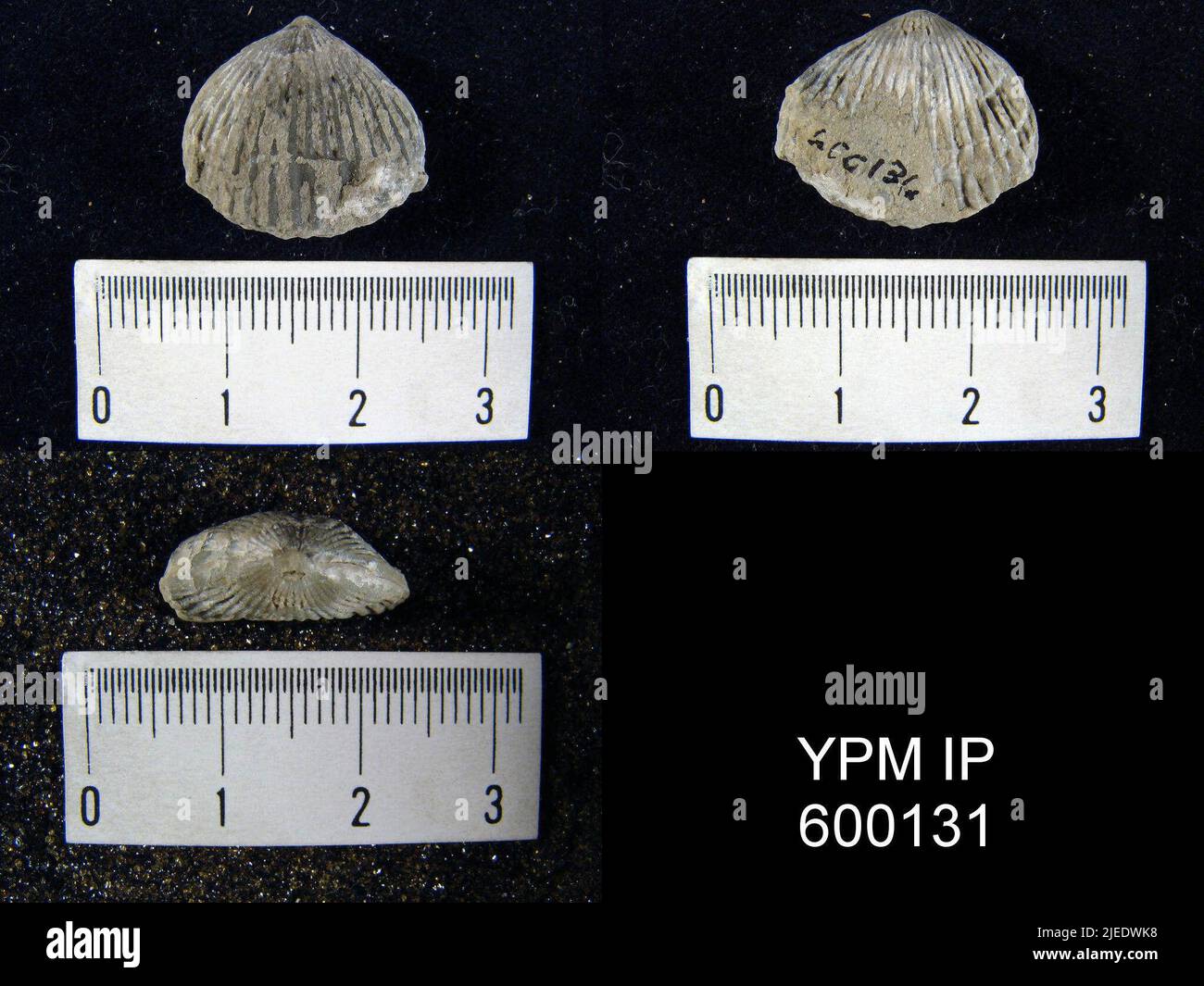 Undet rhynchonelliformea animalia hi-res stock photography and images ...