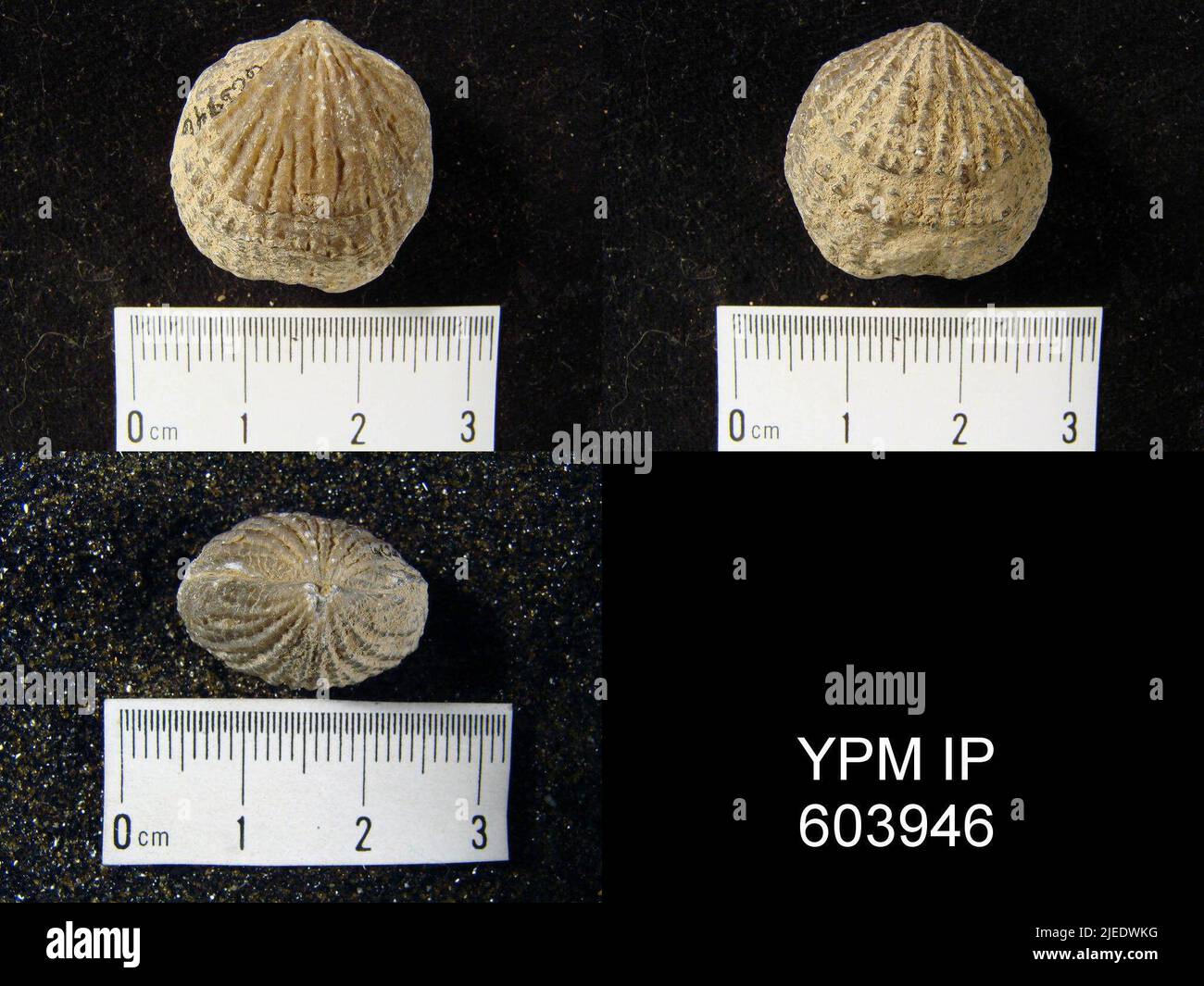 Atrypa sp animalia hi-res stock photography and images - Alamy