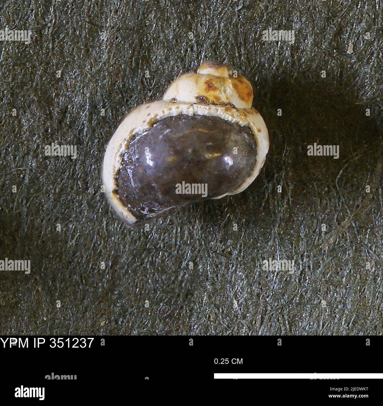 Gastropoda snails and sl hi-res stock photography and images - Alamy