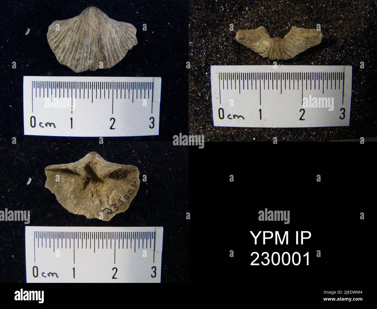 Neospirifer cameratus morton hi-res stock photography and images - Alamy