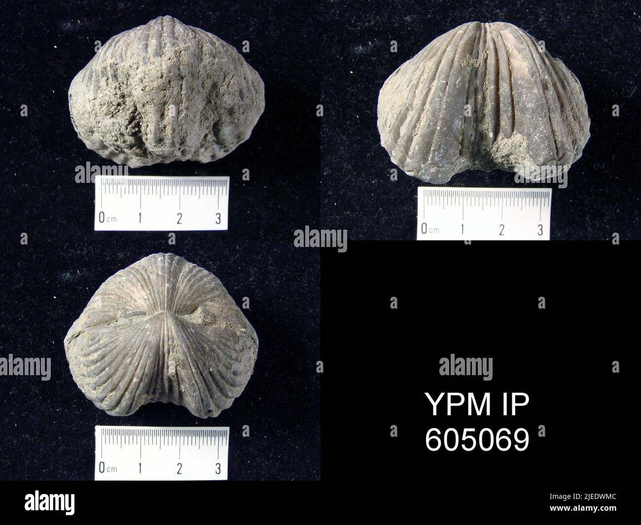 Platystrophia lynx (von Eichwald Stock Photo - Alamy