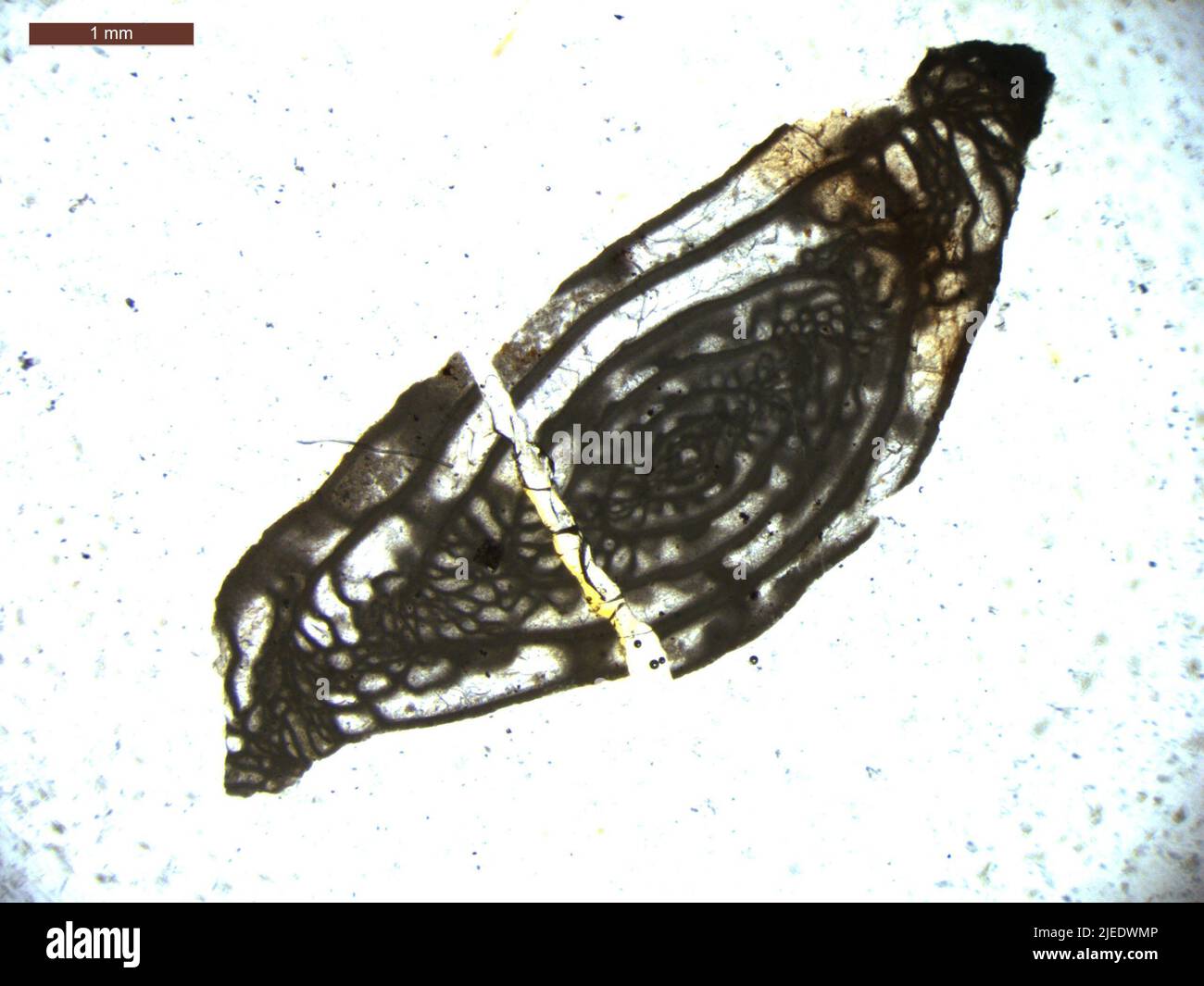 Rhizopoda hi-res stock photography and images - Alamy