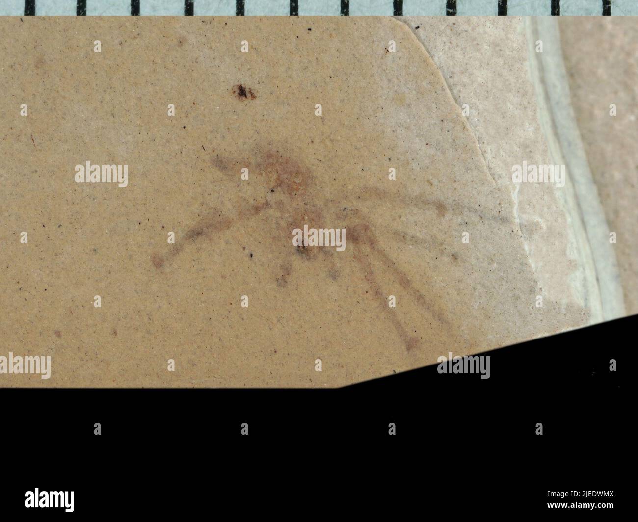 Undet araneae animalia hi-res stock photography and images - Alamy