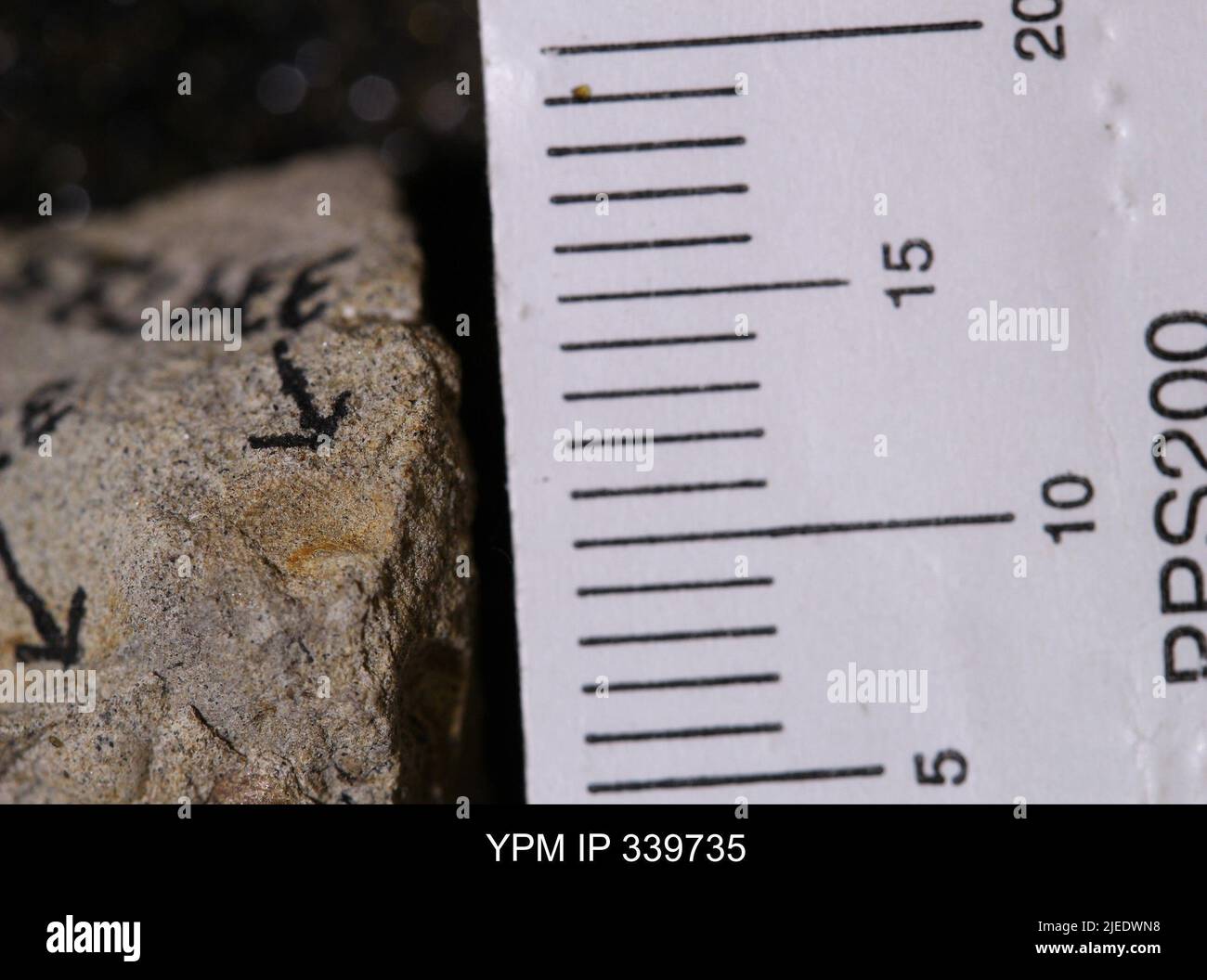 Cardium whitei Dall Stock Photo - Alamy