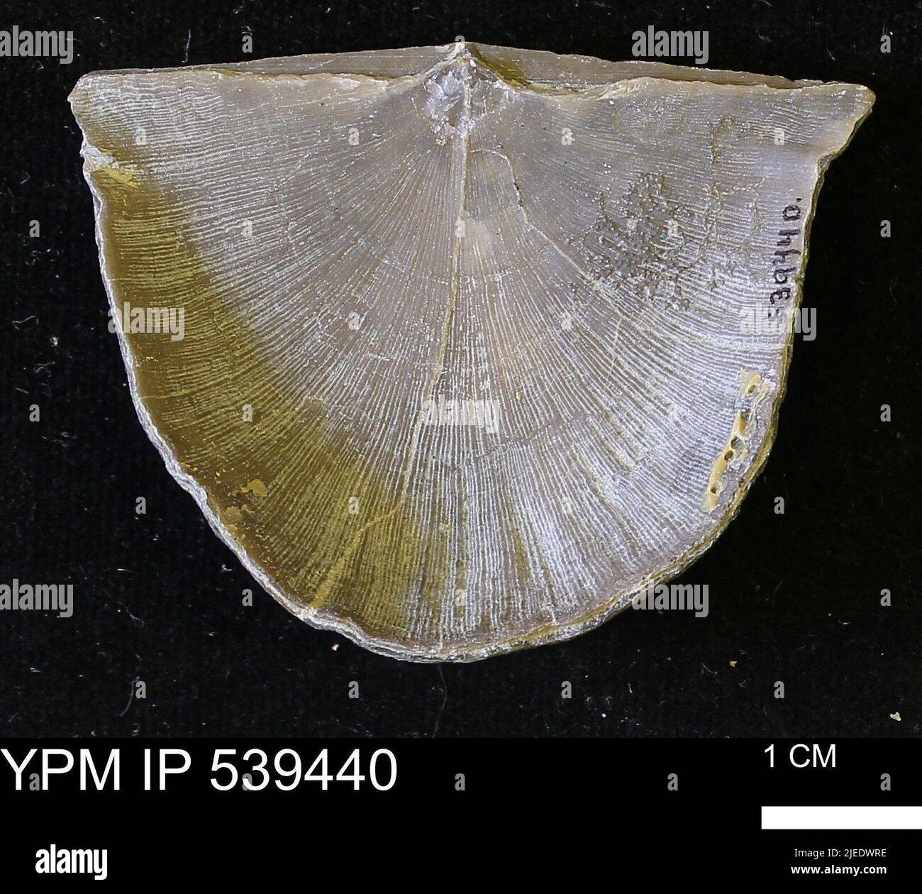 Rafinesquina alternata conrad hi-res stock photography and images - Alamy