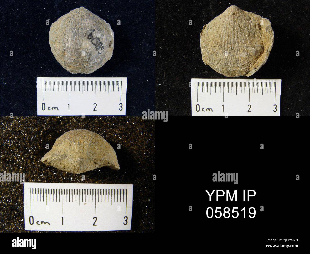 Atrypa cf reticularis linnaeus hi-res stock photography and images - Alamy