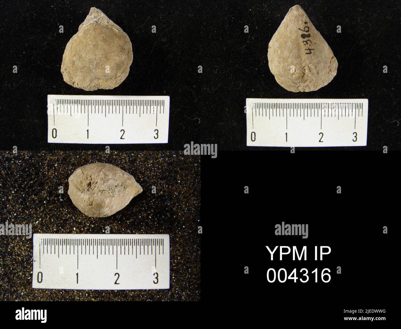 Stringocephalus sp hi-res stock photography and images - Alamy