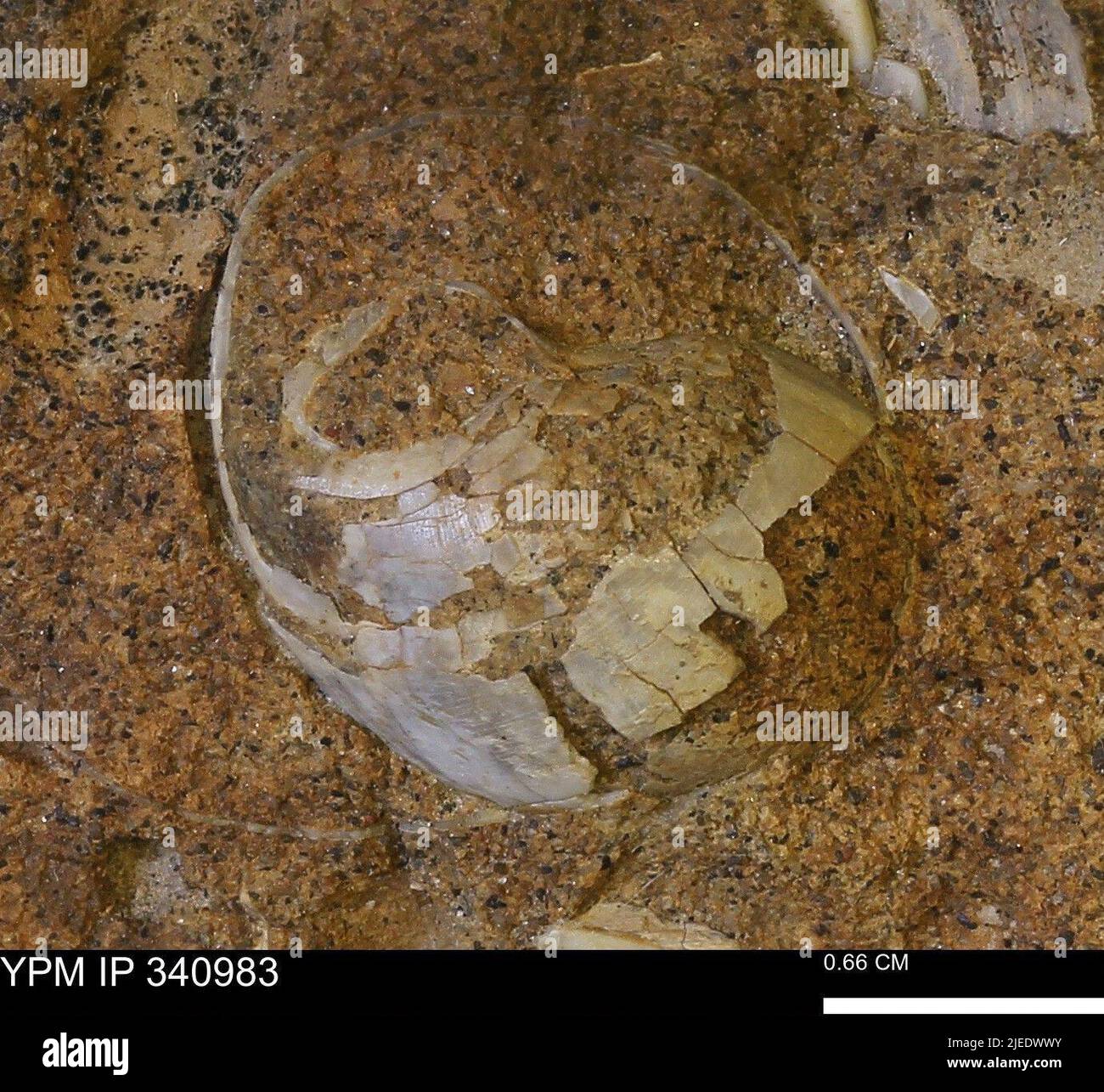 Corbicula sp animalia hi-res stock photography and images - Alamy