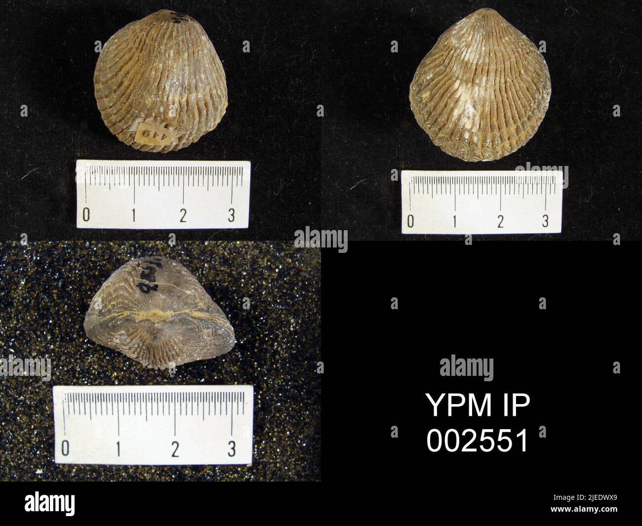 1853 animalia hi-res stock photography and images - Alamy