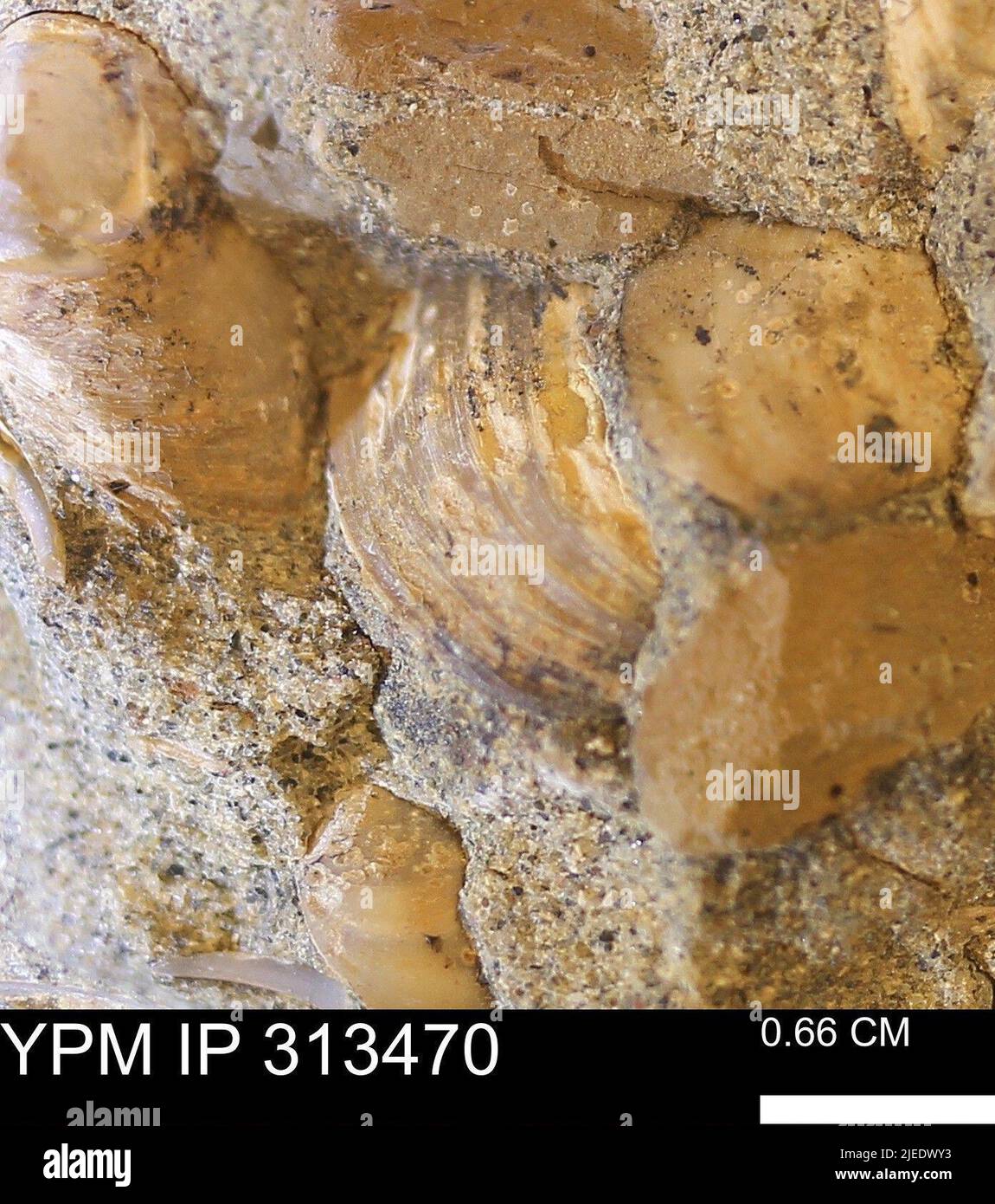Corbicula sp animalia hi-res stock photography and images - Alamy