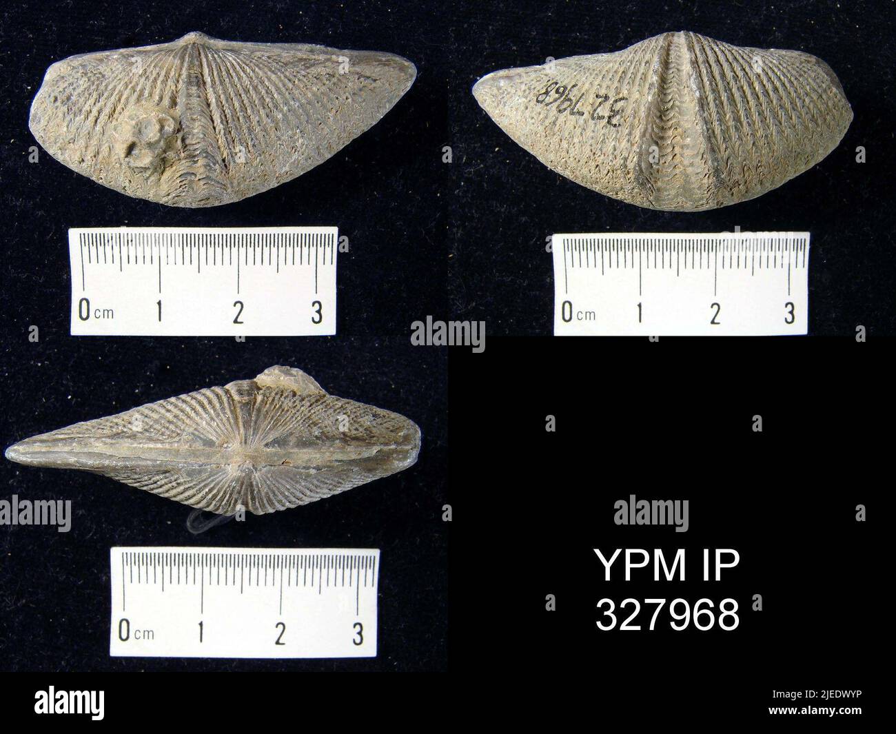 Mucrospirifer mucronatus animalia hi-res stock photography and images ...