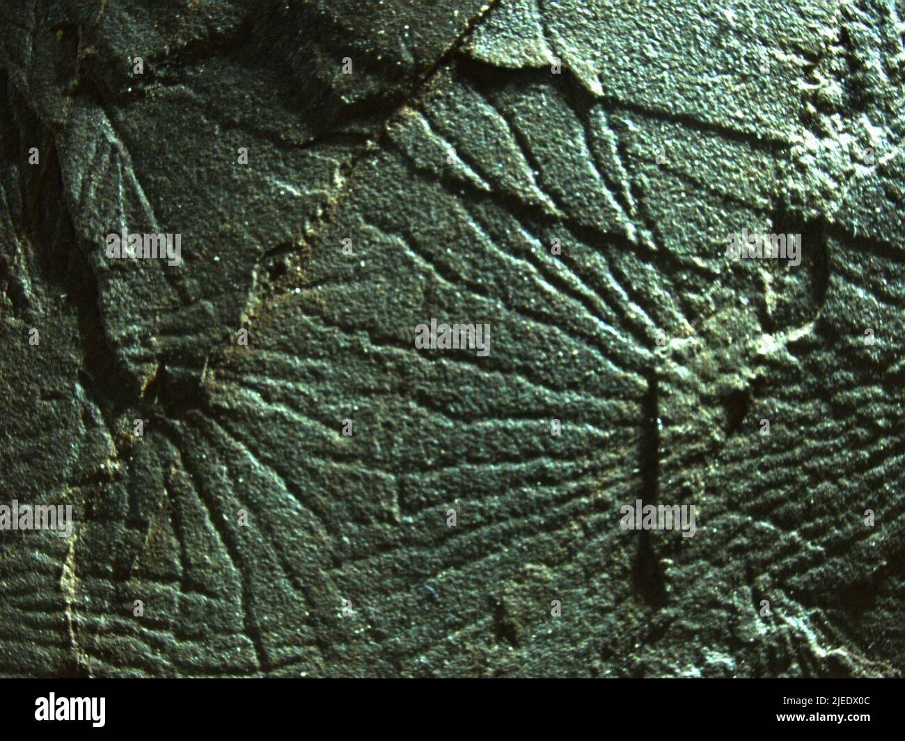 Oldhamia antiqua Kinahan, 1858 Stock Photo - Alamy