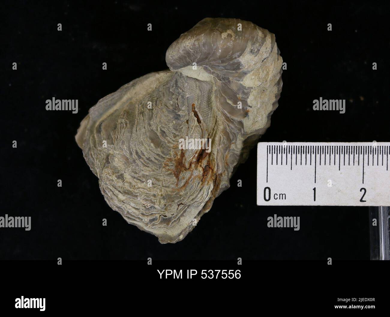 Pteriomor hi-res stock photography and images - Alamy