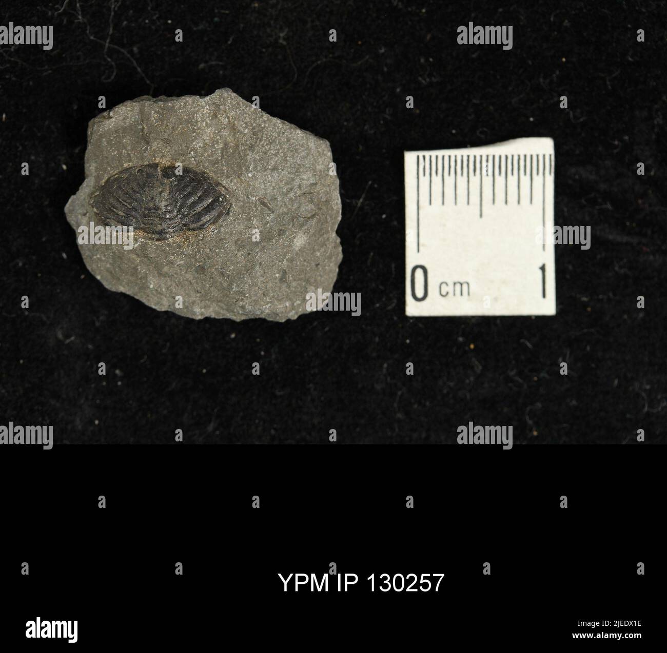 Eldredgeops rana (Green Stock Photo - Alamy